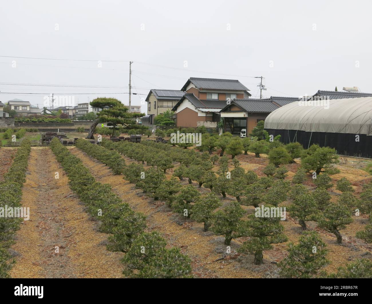 With an 80% share of the domestic market in growing pine trees, the ...