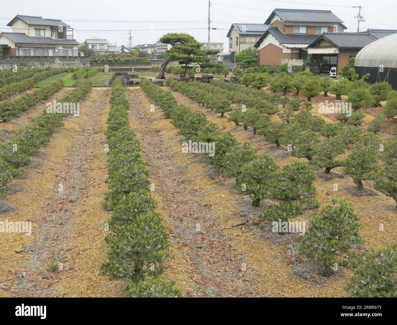 With an 80% share of the domestic market in growing pine trees, the ...
