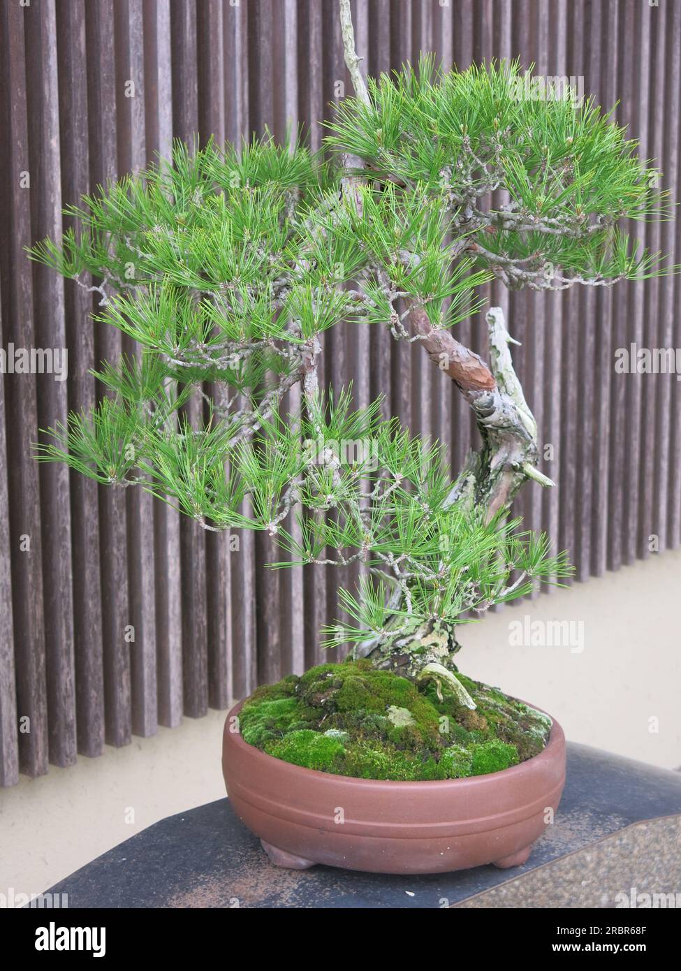 Kinashi, the bonsai capital of Japan: example of a mature specimen of ...