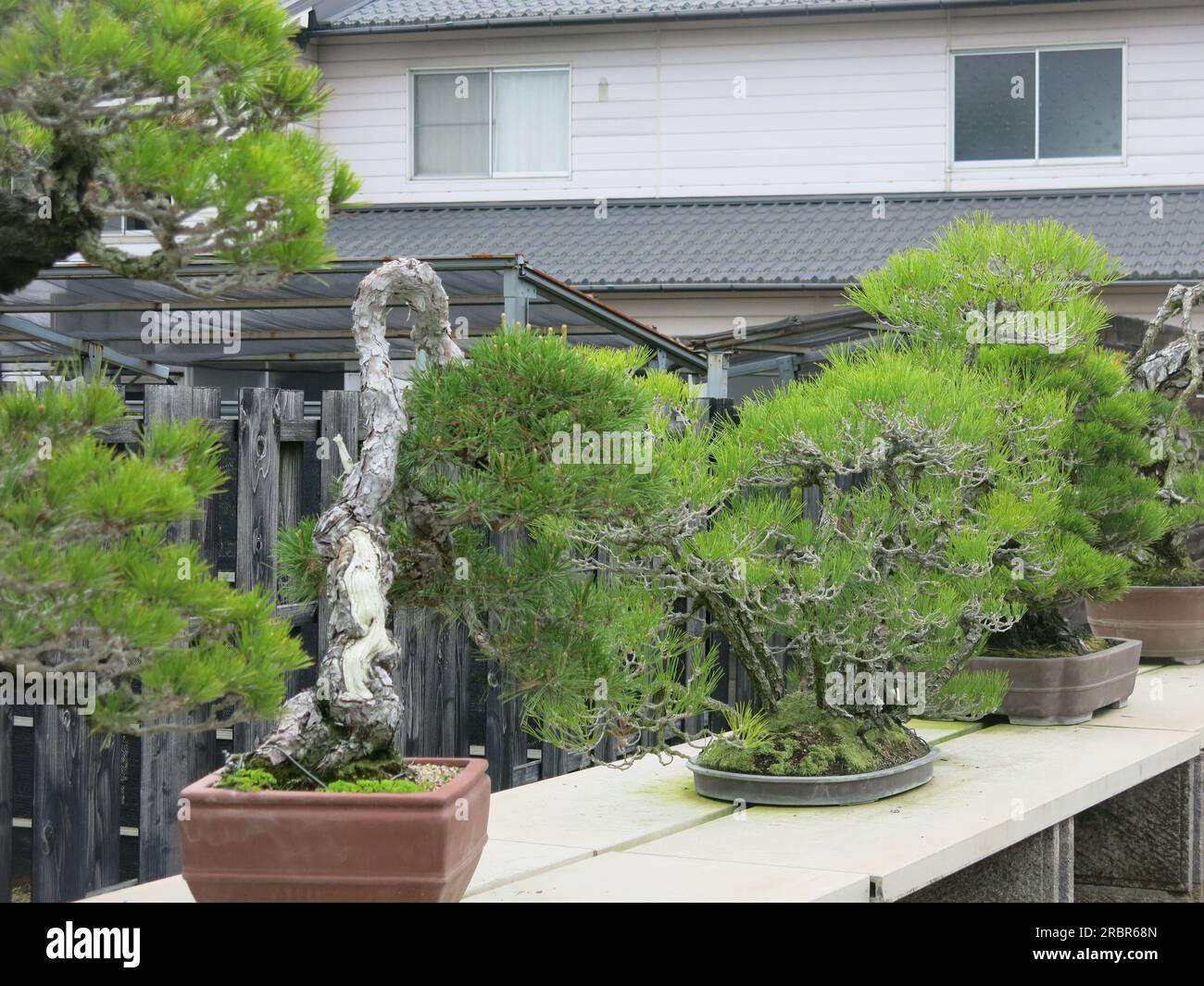 A display of bonsai trees, sculpted from pine, at a nursery in Japan's ...