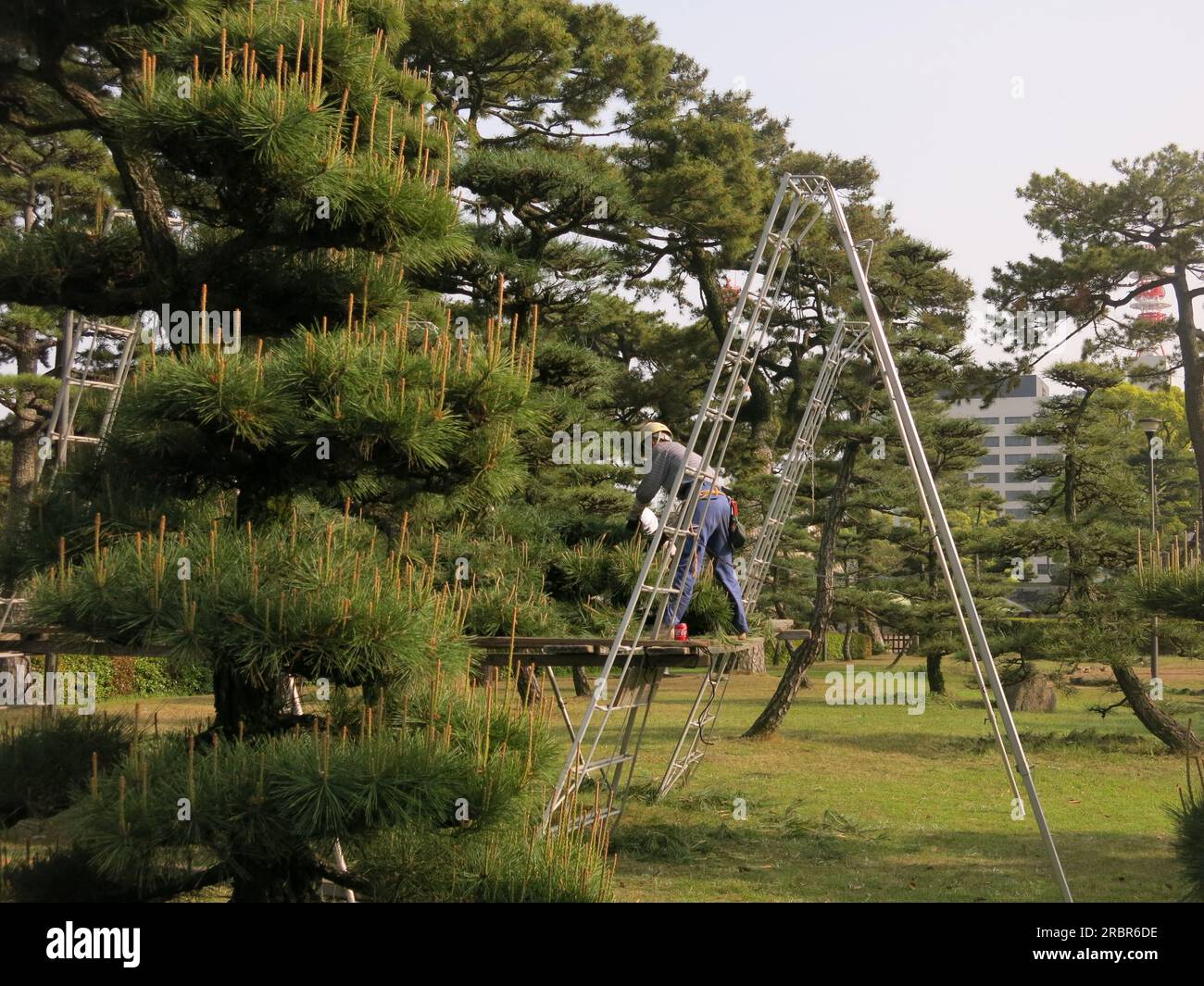 Skill of the Japanese gardener: man up a ladder in the grounds of ...