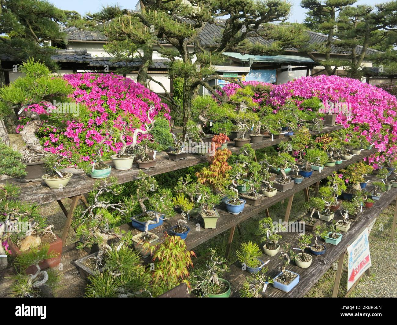 Takamatsu bonsai hi-res stock photography and images - Alamy