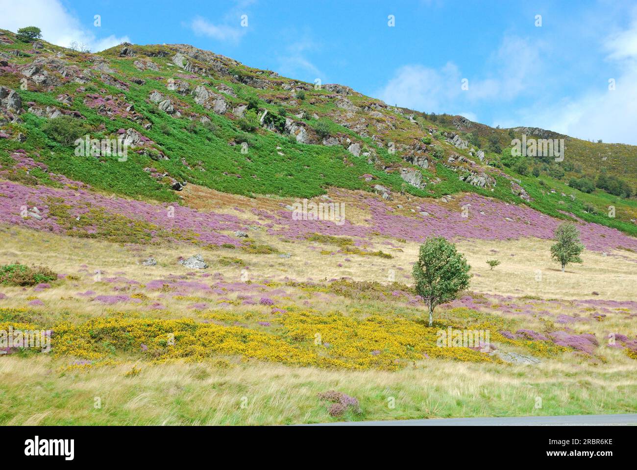 Meadow bench wildflowers hi-res stock photography and images - Alamy