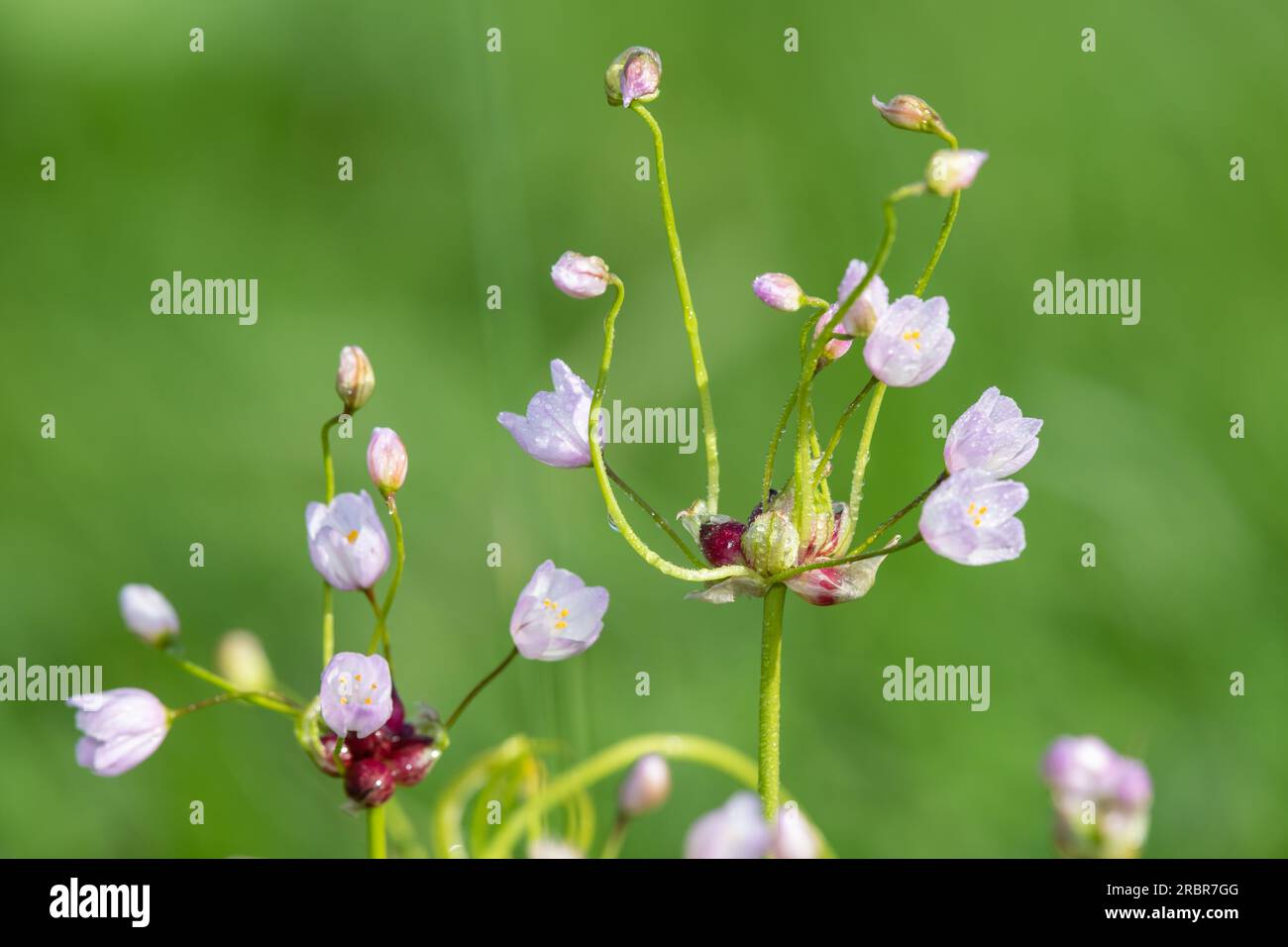 Close up of rosy garlic (allium roseum) flowers in bloom Stock Photo ...