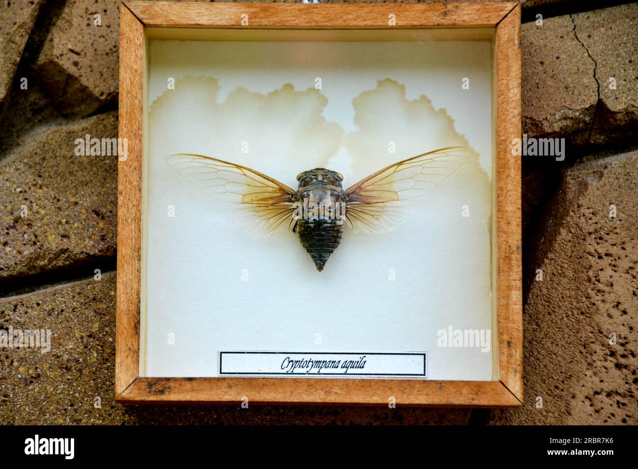 Exotic insects of the fauna of South America common in Central and ...