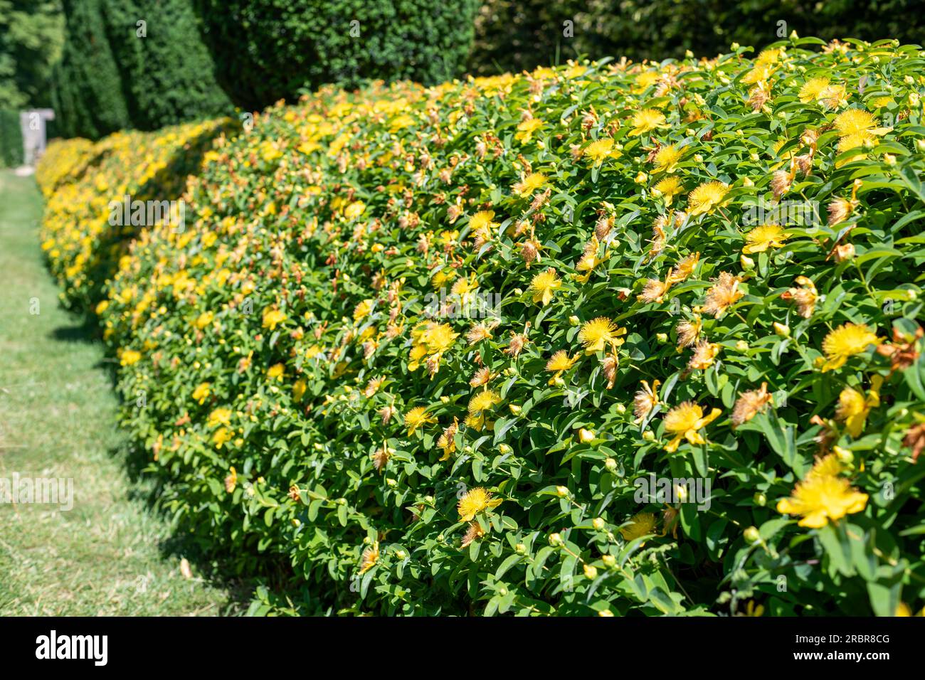 Close up of Rose of Sharon (hypericum calycinum) flowers in bloom Stock ...