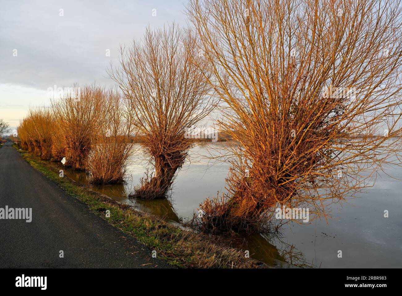Willow Trees on the Flooded and Frozen Somerset Levels near Highbridge ...