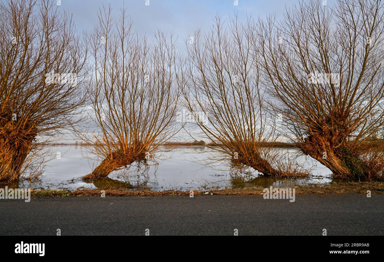 Willow Trees on the Flooded and Frozen Somerset Levels near Highbridge ...