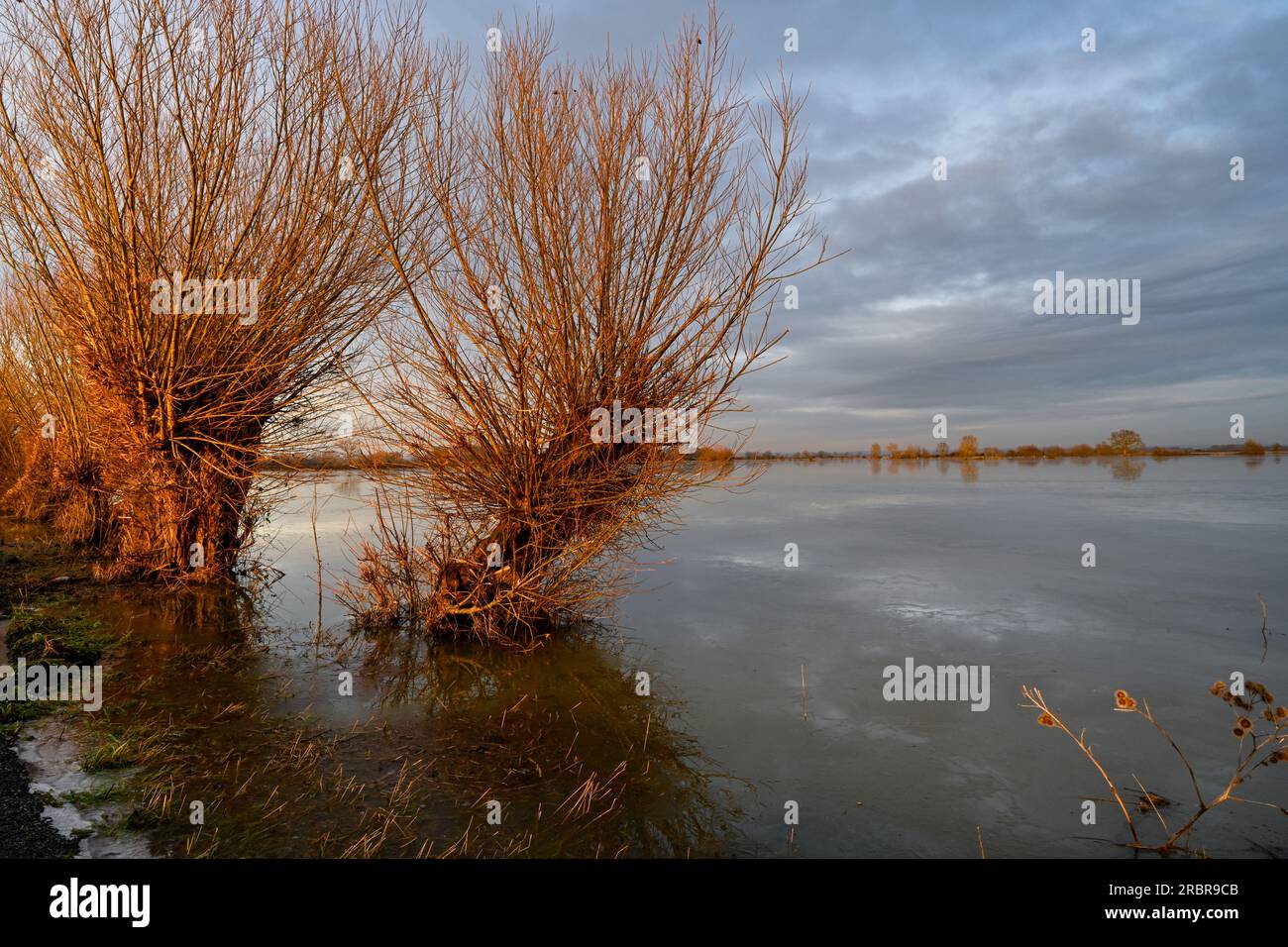 Willow Trees on the Flooded and Frozen Somerset Levels near Highbridge ...