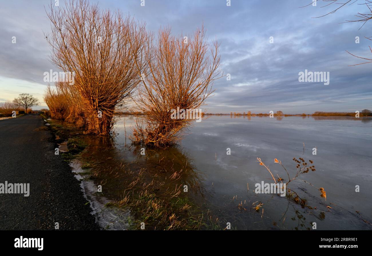 Willow Trees on the Flooded and Frozen Somerset Levels near Highbridge ...