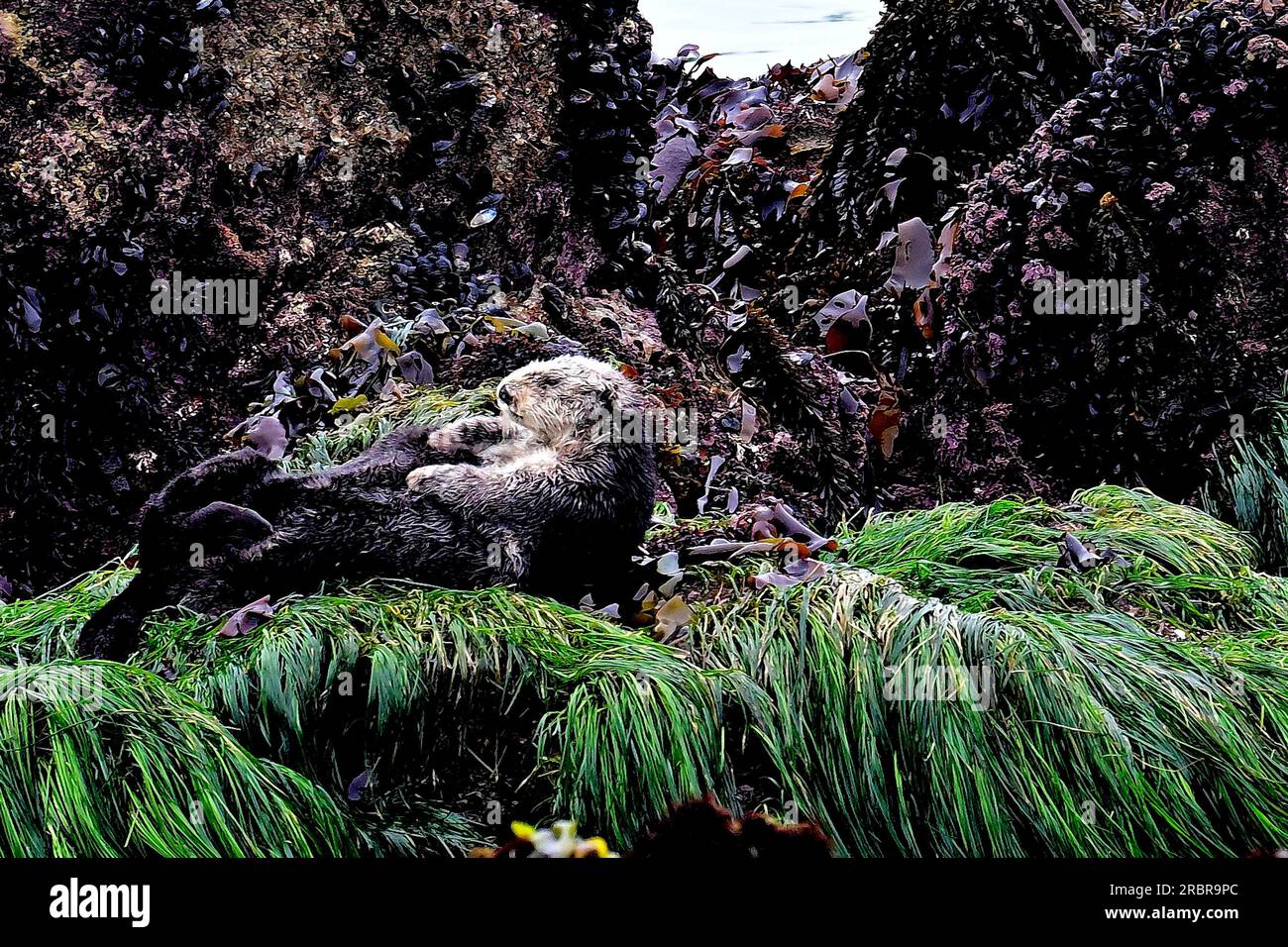 California sea otter rocks hi-res stock photography and images - Alamy