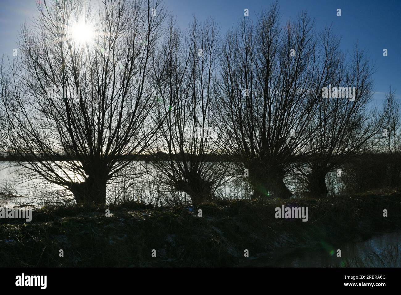 Willow Trees on the Flooded and Frozen Somerset Levels near Highbridge ...