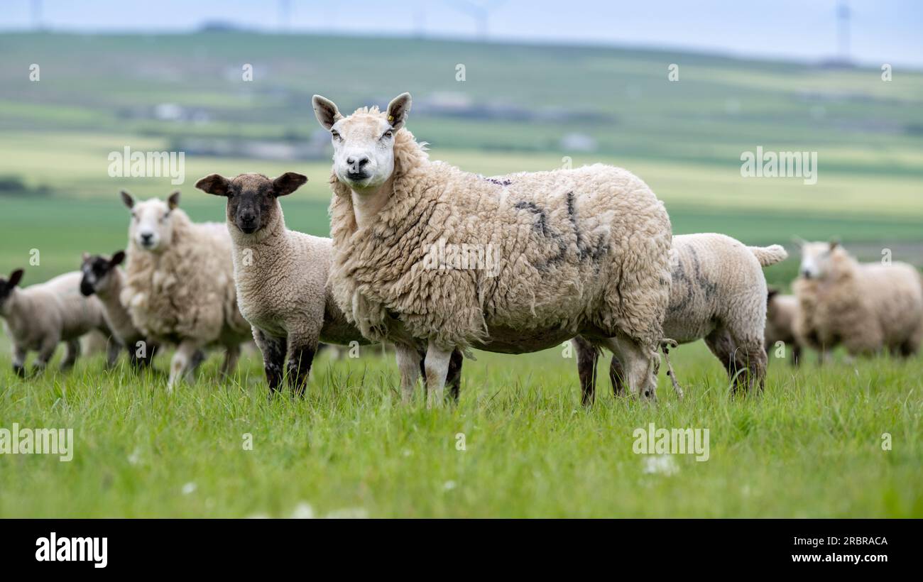 Coastal animal hi-res stock photography and images - Alamy
