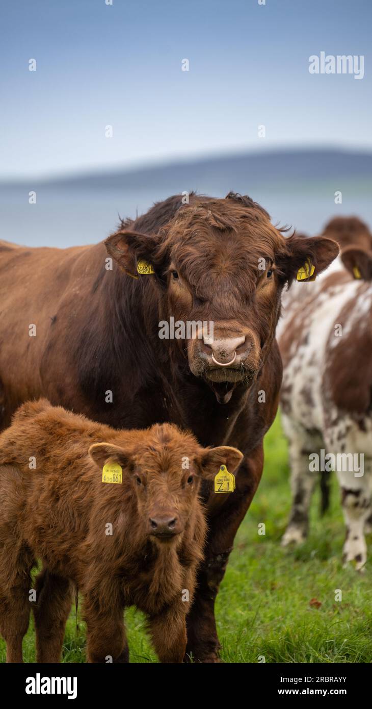 Mature Luing bull, a native beef breed, in pasture with herd of cattle ...