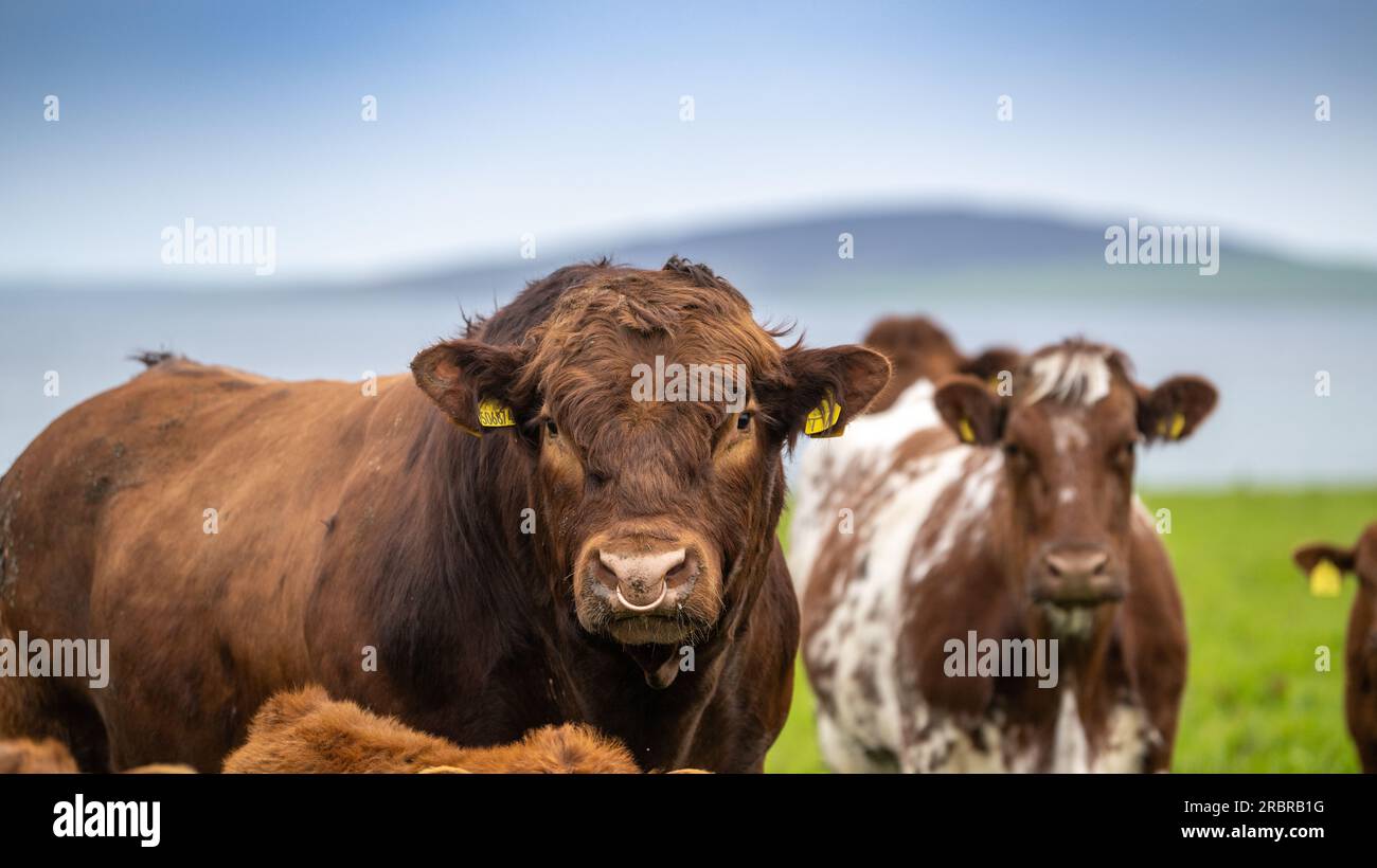Mature Luing bull, a native beef breed, in pasture with herd of cattle ...