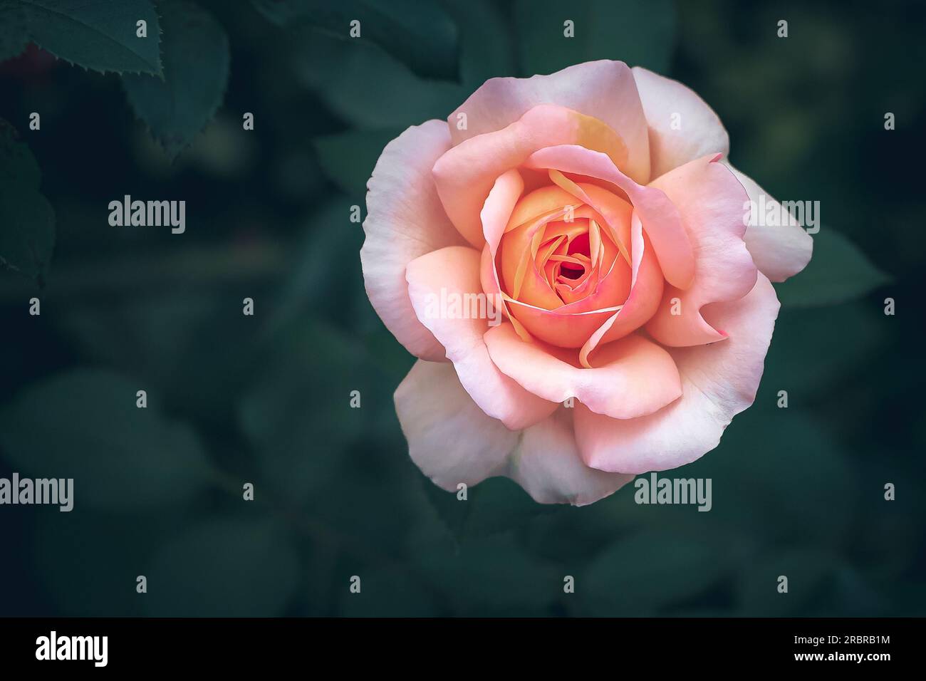 Delicate pink rose Stock Photo - Alamy