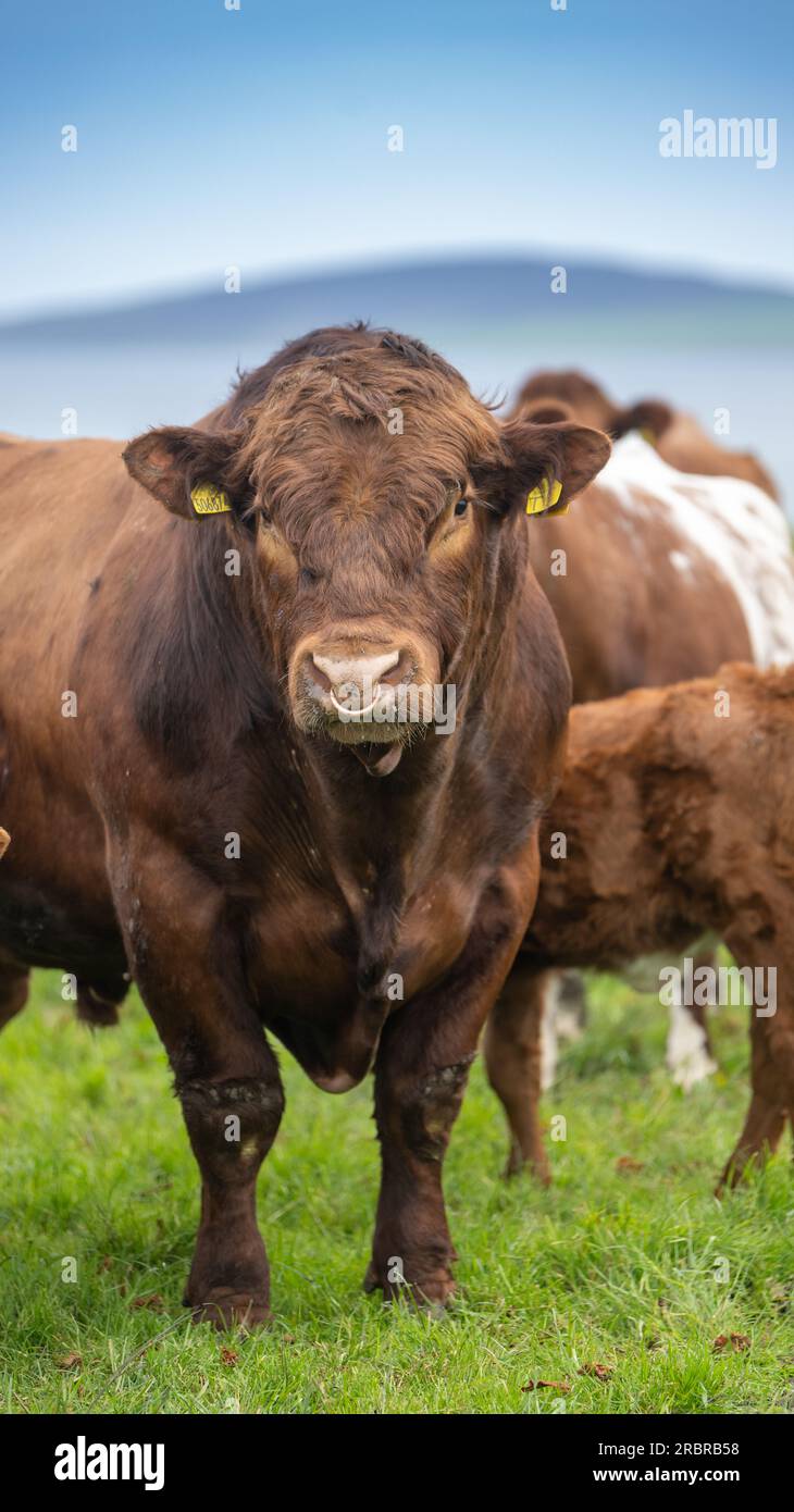Mature Luing bull, a native beef breed, in pasture with herd of cattle ...