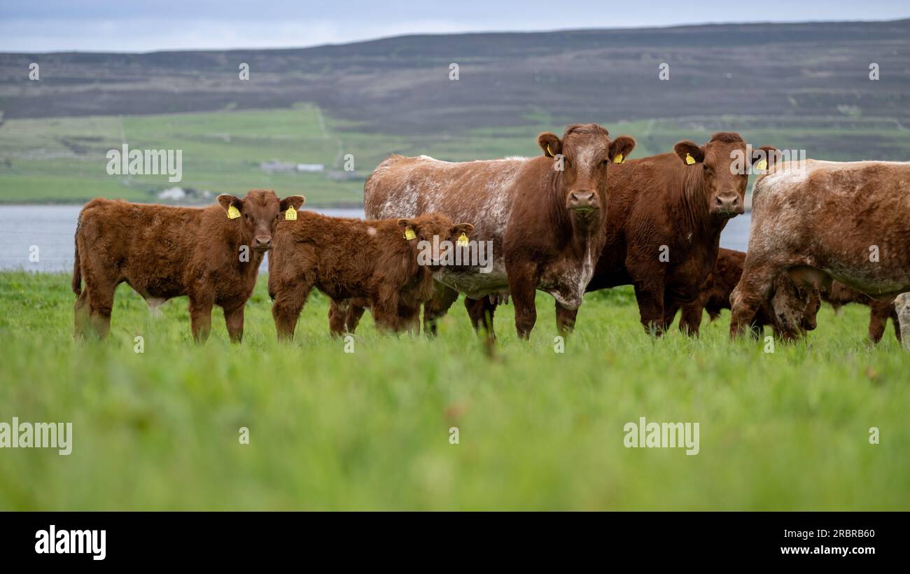 Hardy animals hi-res stock photography and images - Alamy
