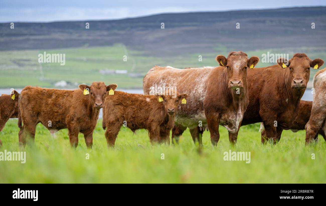 Luing cattle with calves at foot on pasture next to the sea on Orkney ...
