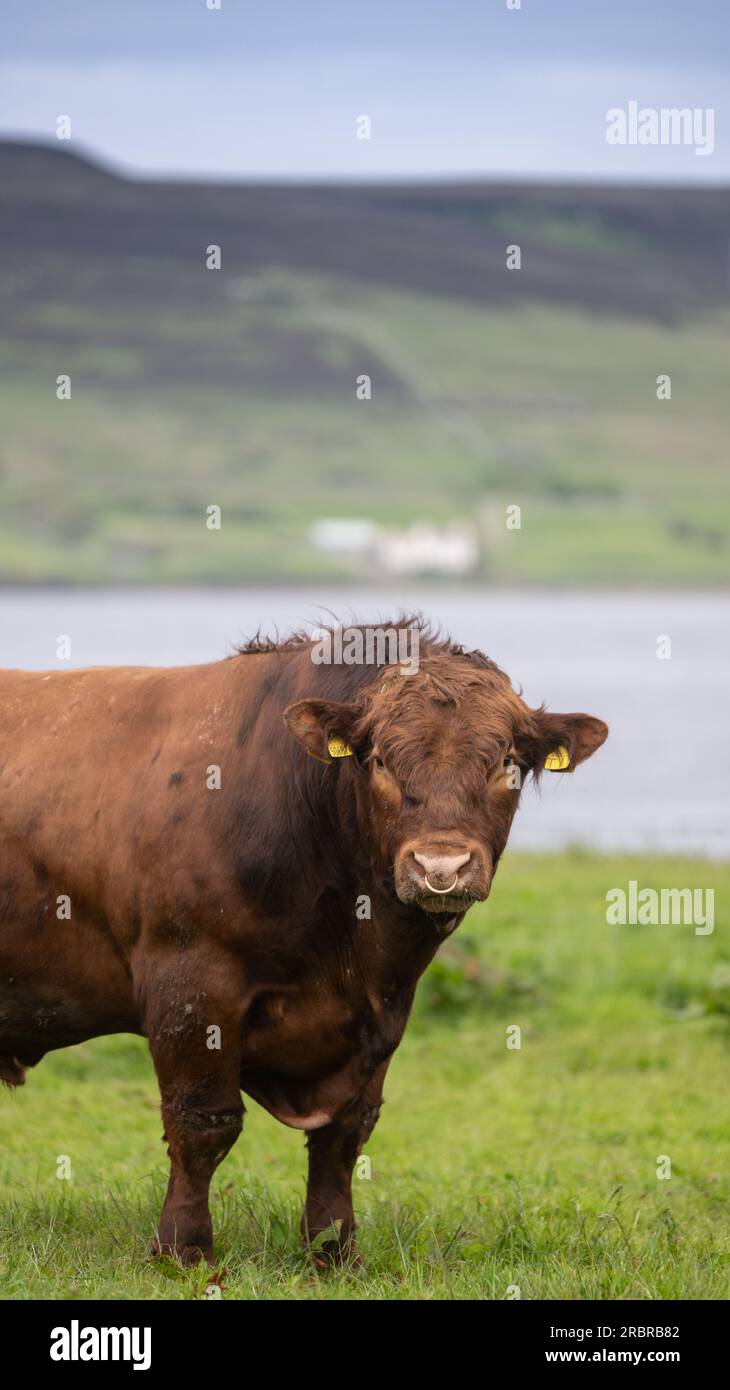 Mature Luing bull, a native beef breed, in pasture with herd of cattle ...