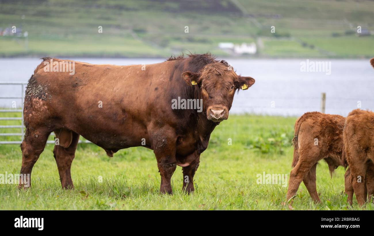 Mature Luing bull, a native beef breed, in pasture with herd of cattle ...