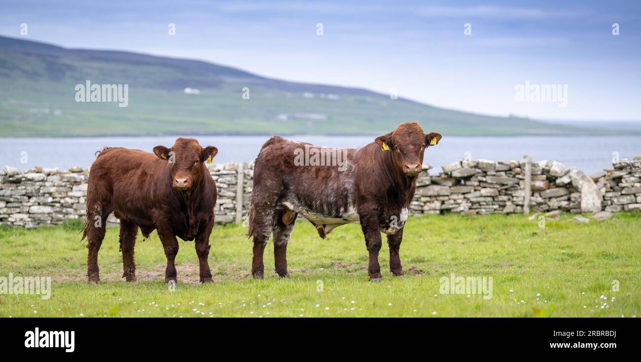 Scottish breed hi-res stock photography and images - Alamy