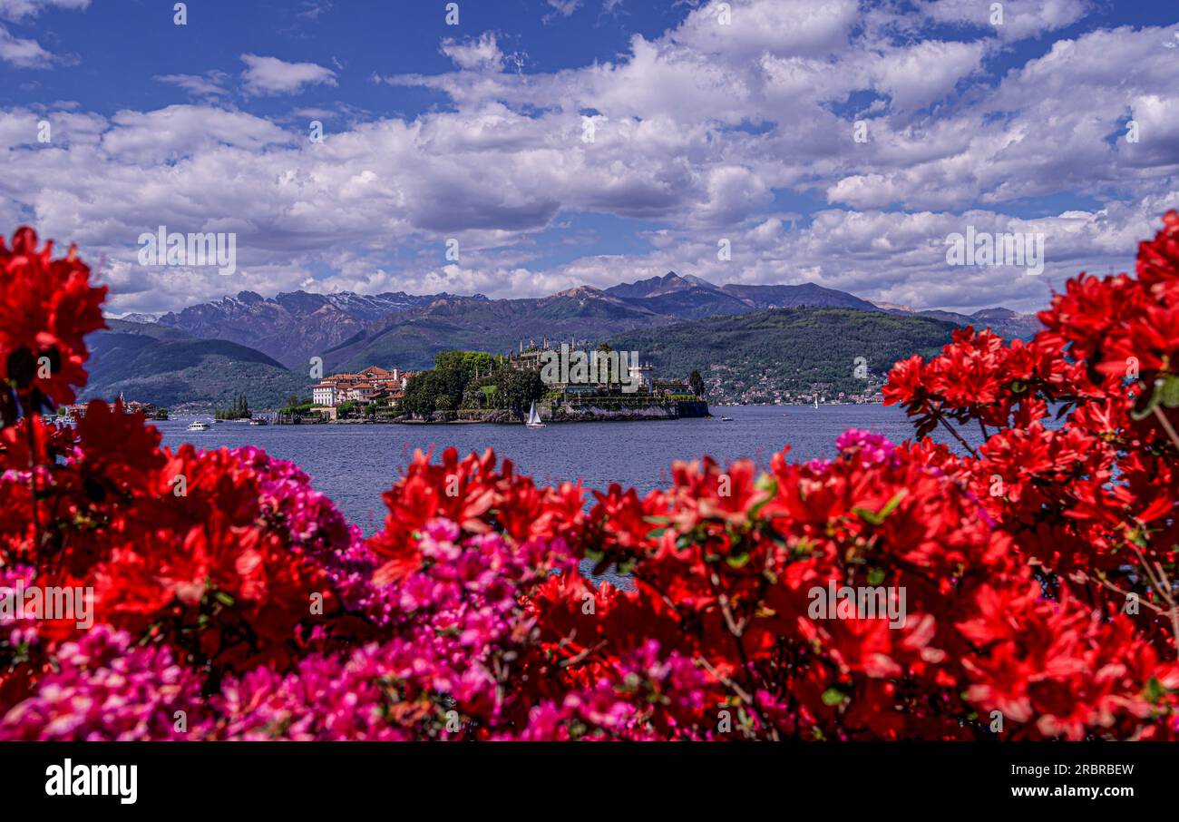 Azaleas on the lakeside promenade in Stresa and view to Isola Bella ...