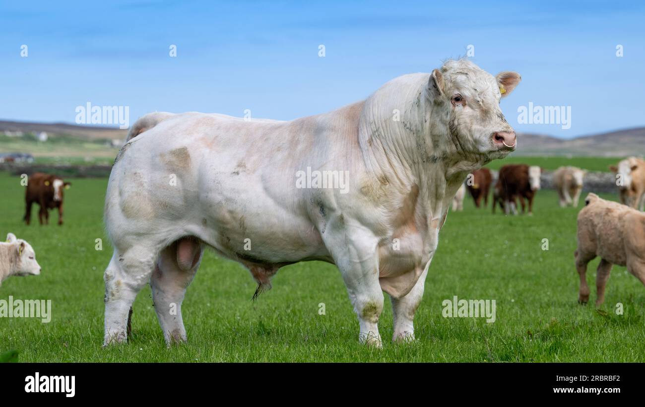 Bull with cows hi-res stock photography and images - Alamy