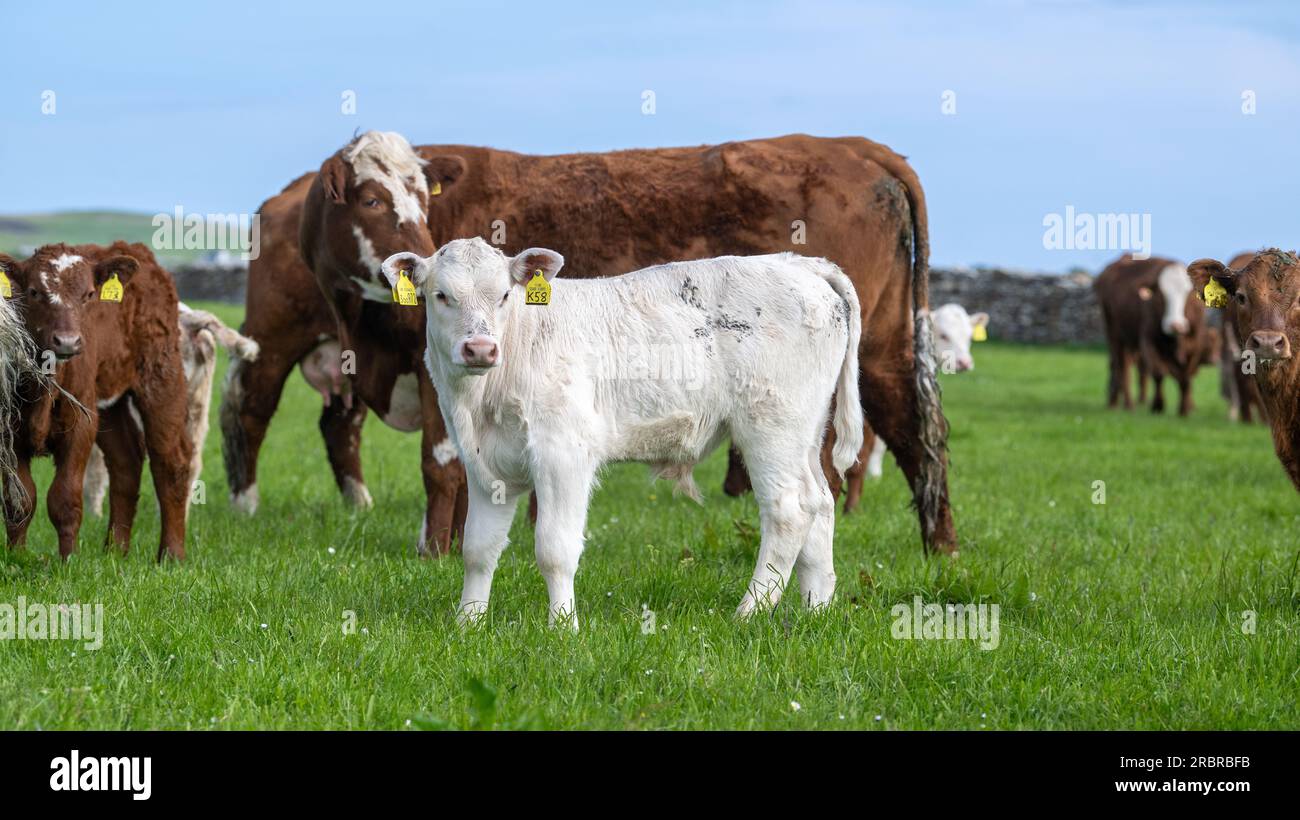 Sim-Luing beef cow with a white Charolais calf. Orkney, Scotland, UK ...