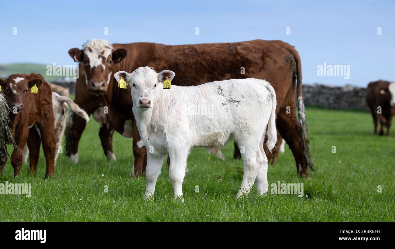 White beef cattle hi-res stock photography and images - Alamy