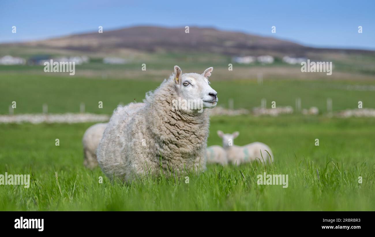Cheviot cross sheep hi-res stock photography and images - Alamy