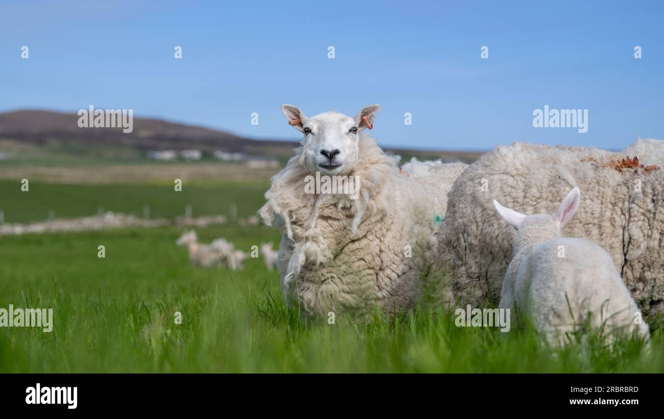 Cheviot cross Shetland ewes with young Texel sired lambs on Orkney ...