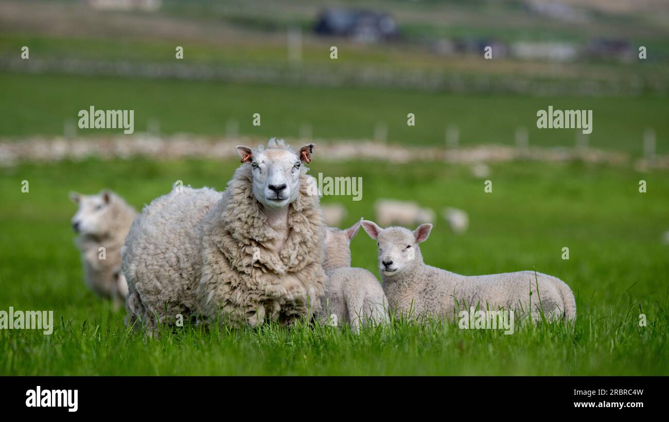 Cheviot cross sheep hi-res stock photography and images - Alamy