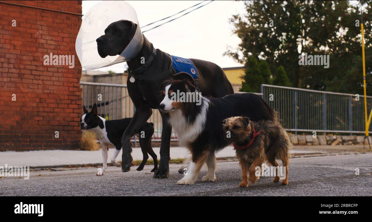 STRAYS, from left: Bug (voice: Jamie Foxx), Hunter (voice: Randall Park ...