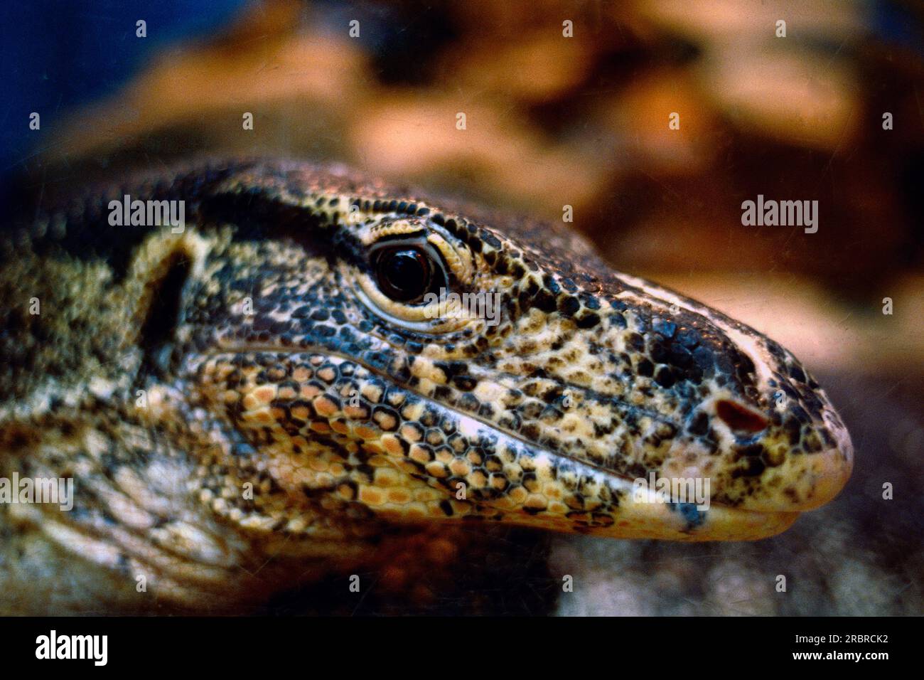 Water Monitor Lizard (Varanus salvator), Steinhart Aquarium, Golden ...