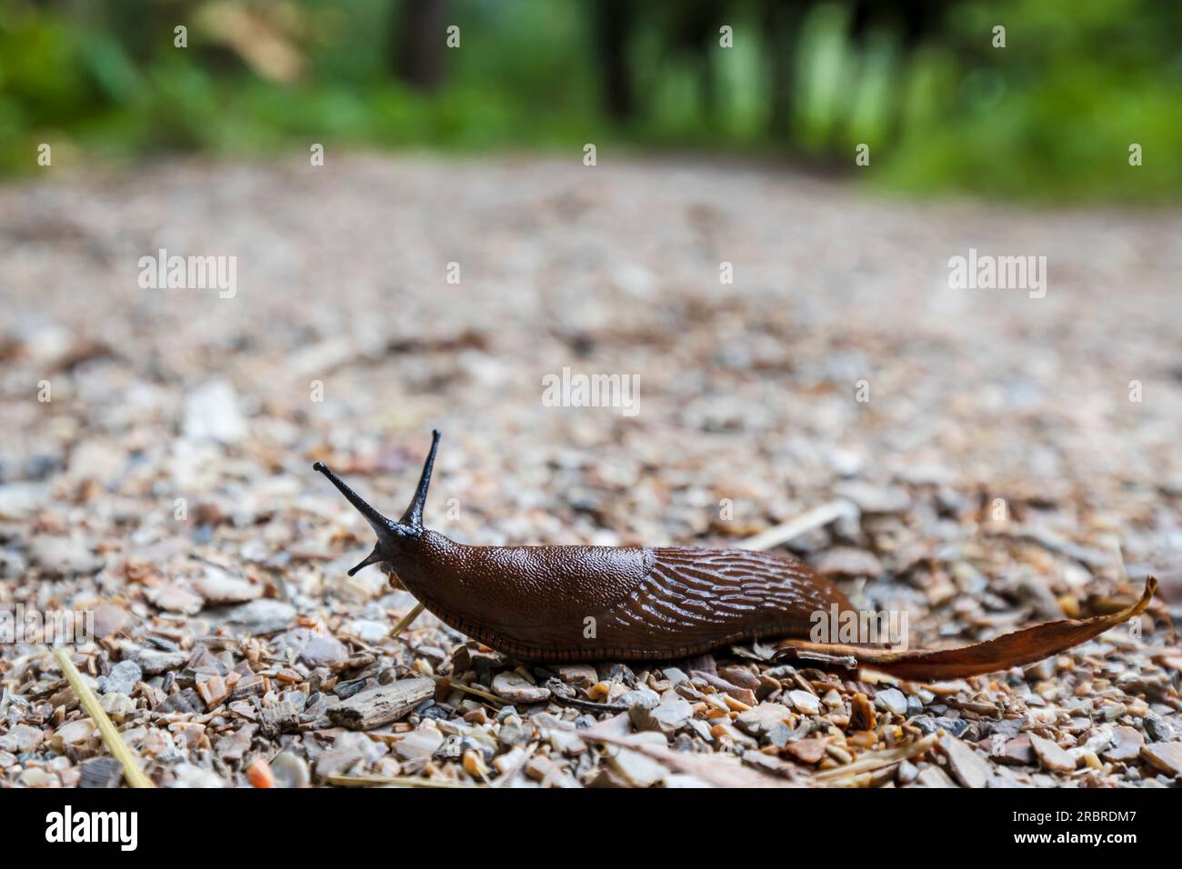 A Portuguese slug crawling on a dirt road in nature Stock Photo - Alamy