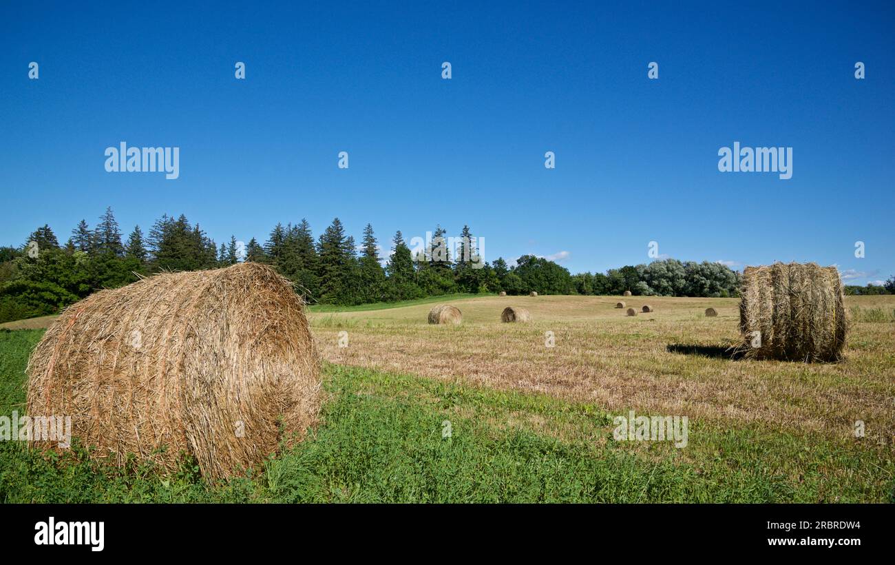 Agricultural field with hay bales in Canada Stock Photo - Alamy