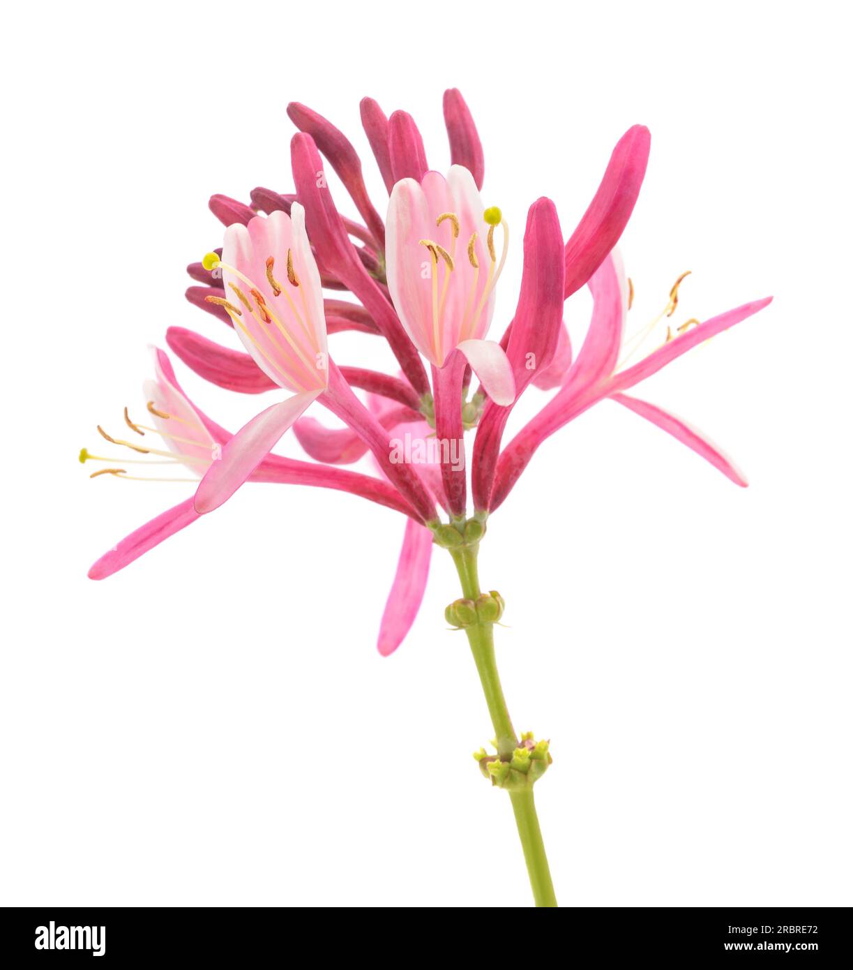 Red honeysuckle flowers isolated on white background Stock Photo - Alamy