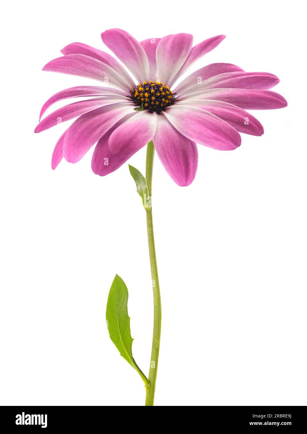 African daisy hi-res stock photography and images - Alamy