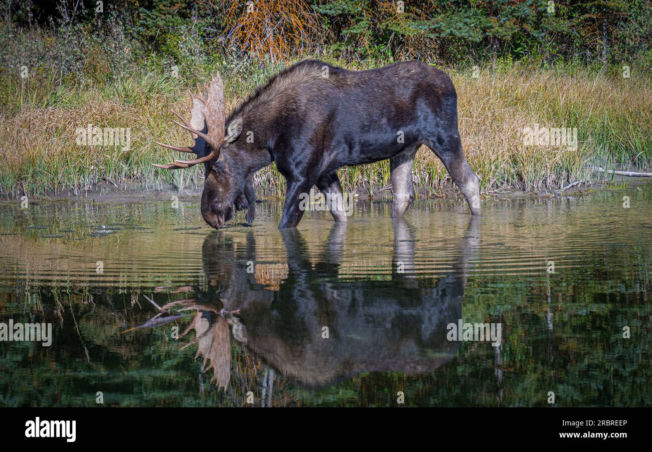 Bull Moose drinking from river with reflection | Snake River at ...