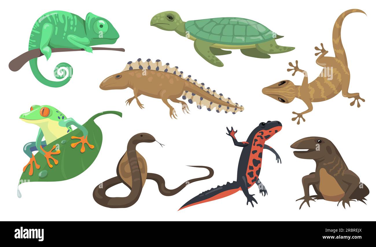 Reptiles and amphibians set Stock Vector Image & Art - Alamy