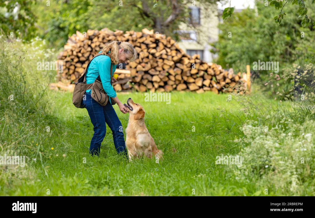 Woman wearing dummy vest and her obedient training with golden ...
