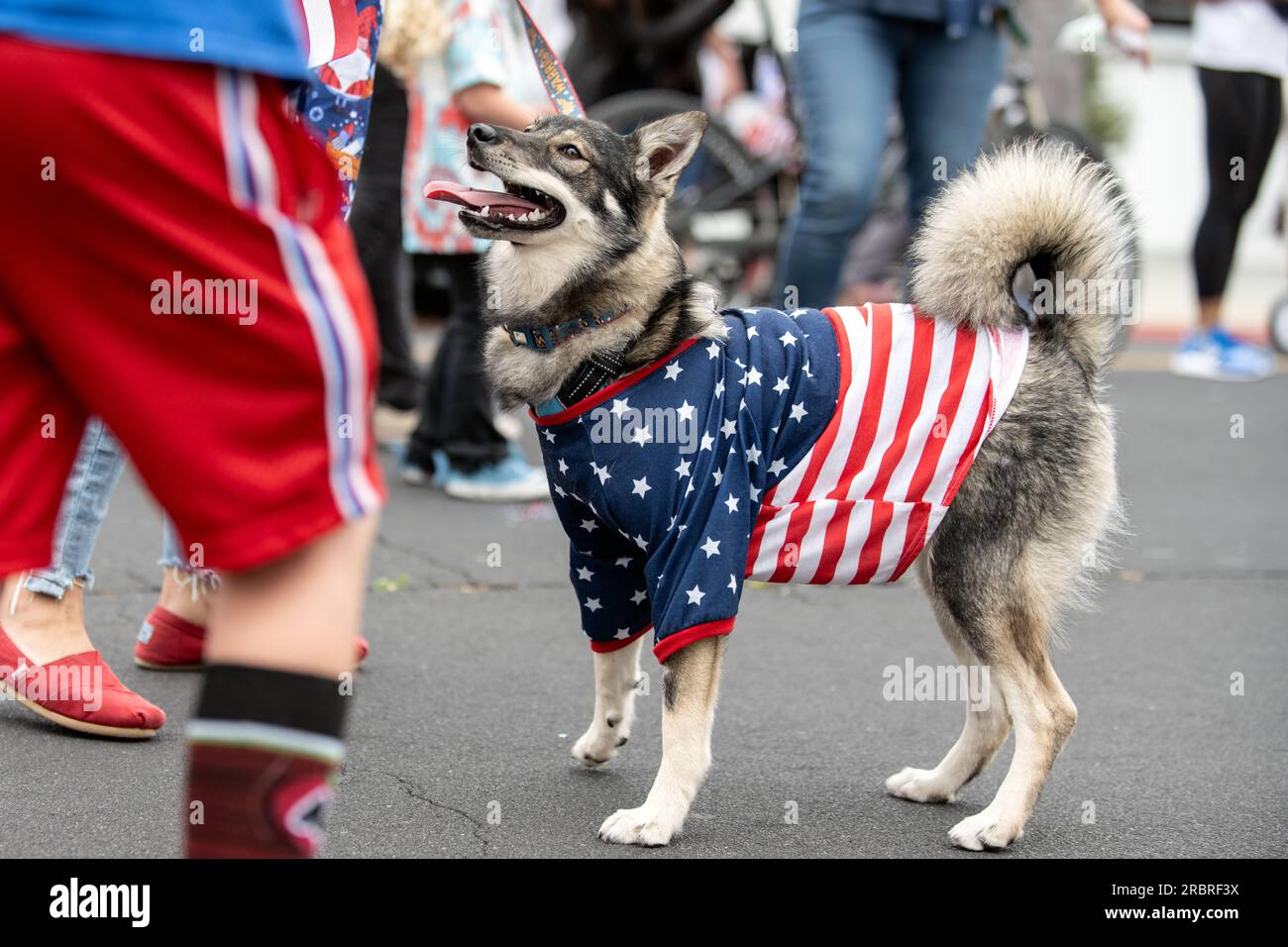 Family husky dog is dressed in 4th July costume while walking down the ...
