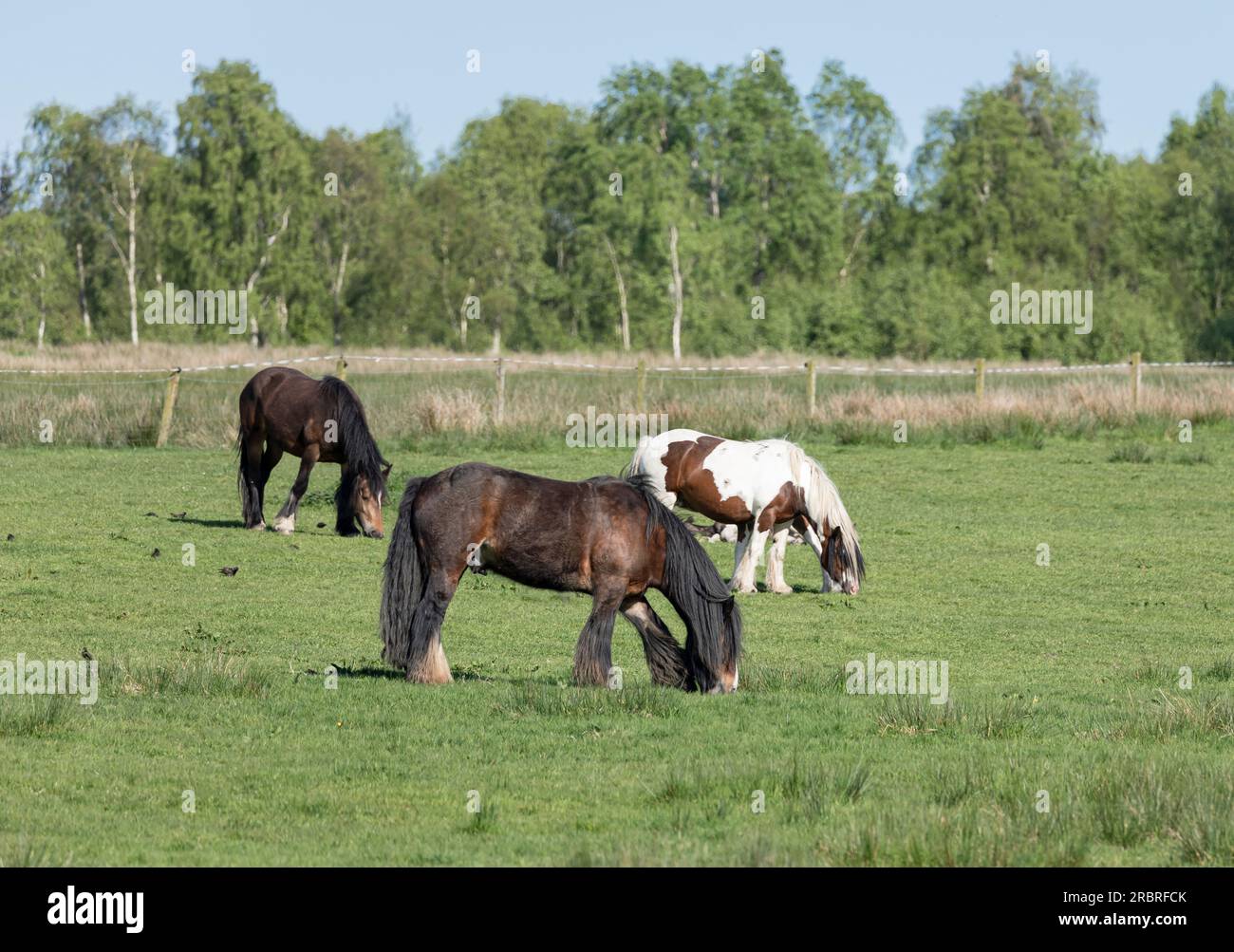 Herd cob horses in hi-res stock photography and images - Alamy