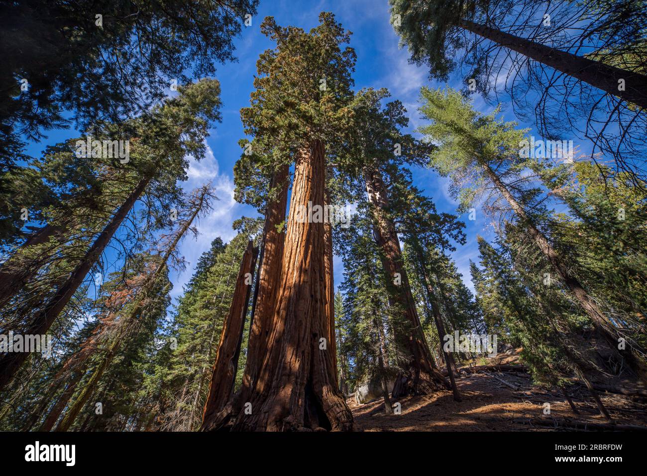 Giant Sequoias | Kings Canyon National Park, California, USA Stock ...