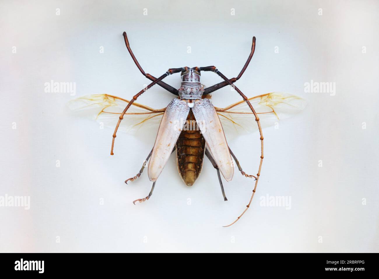 Exotic insects of the fauna of South America common in Central and ...