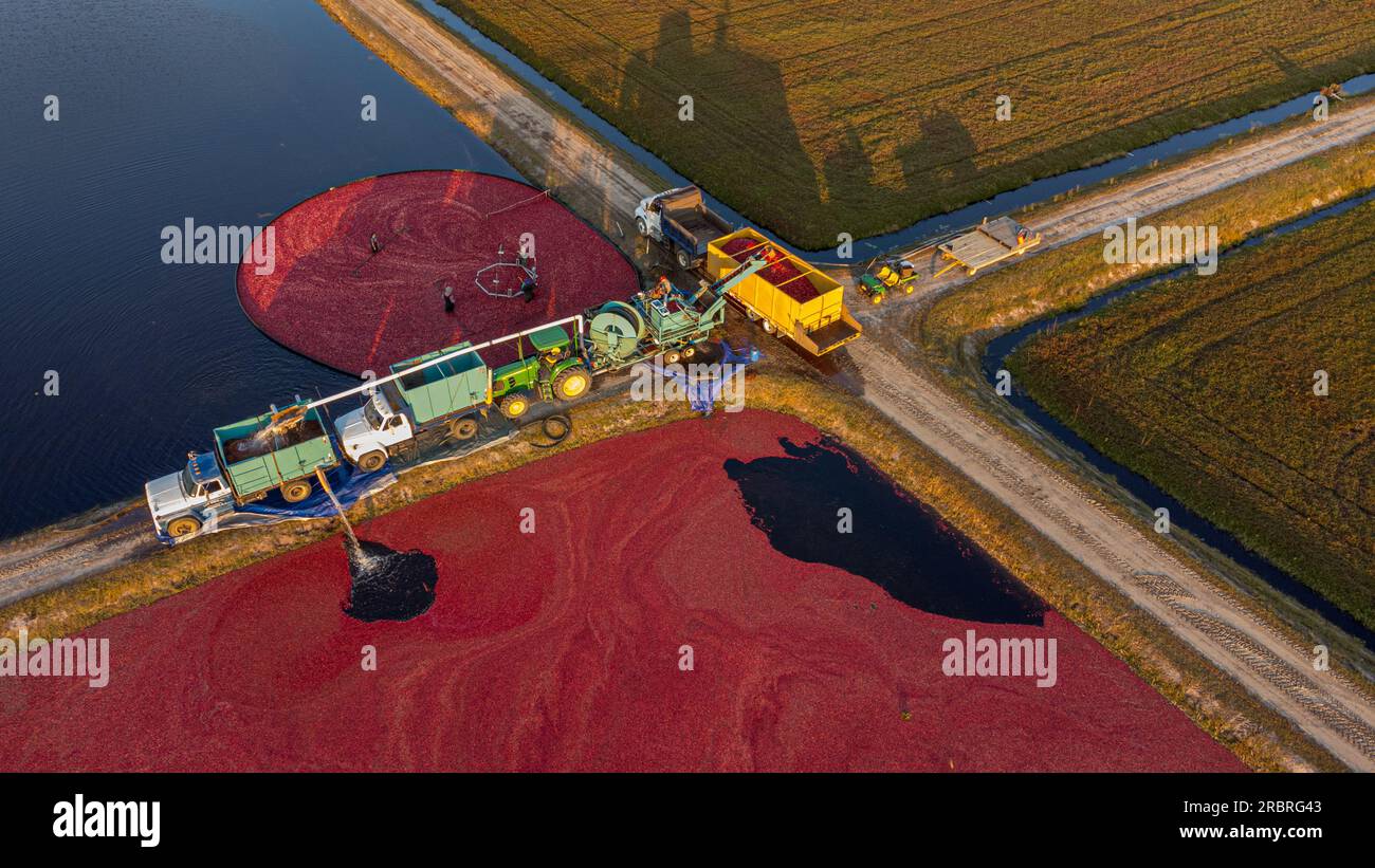 Cranberry Harvest in New Jersey, October 2022 Stock Photo - Alamy