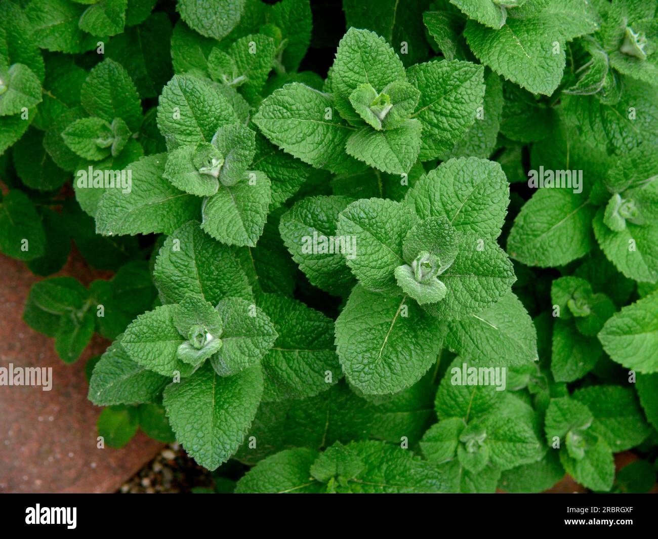 Peppermint in the garden Stock Photo - Alamy