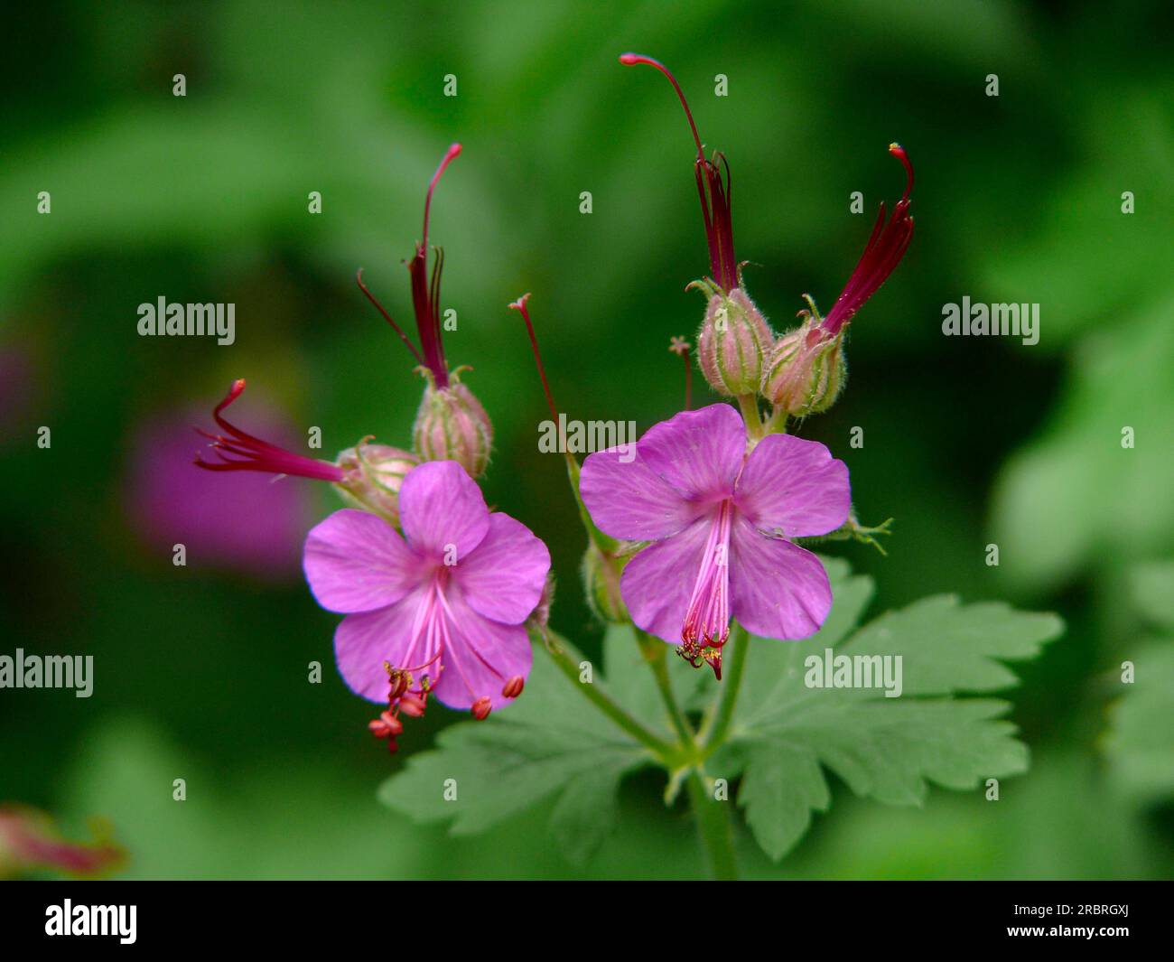 Cranesbill flowering in the garden Stock Photo - Alamy