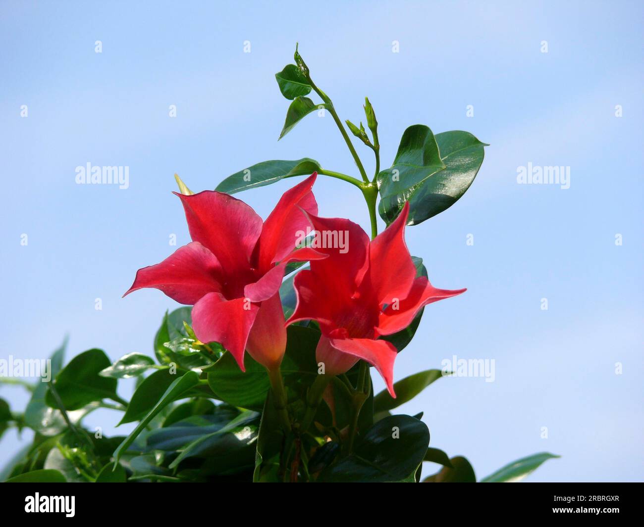 Dipladenia mandevilla (Dipladenia) sanderi Stock Photo - Alamy